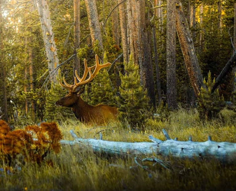 Planning a Trip to Yellowstone? Here's What You Need to Know.
